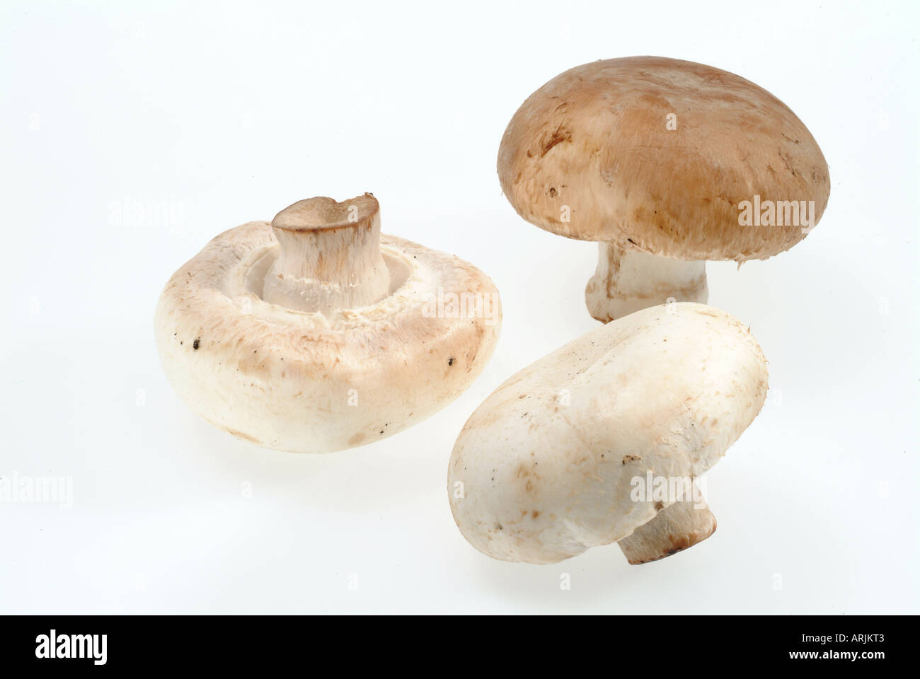 Pilz champignons hi-res stock photography and images - Alamy
