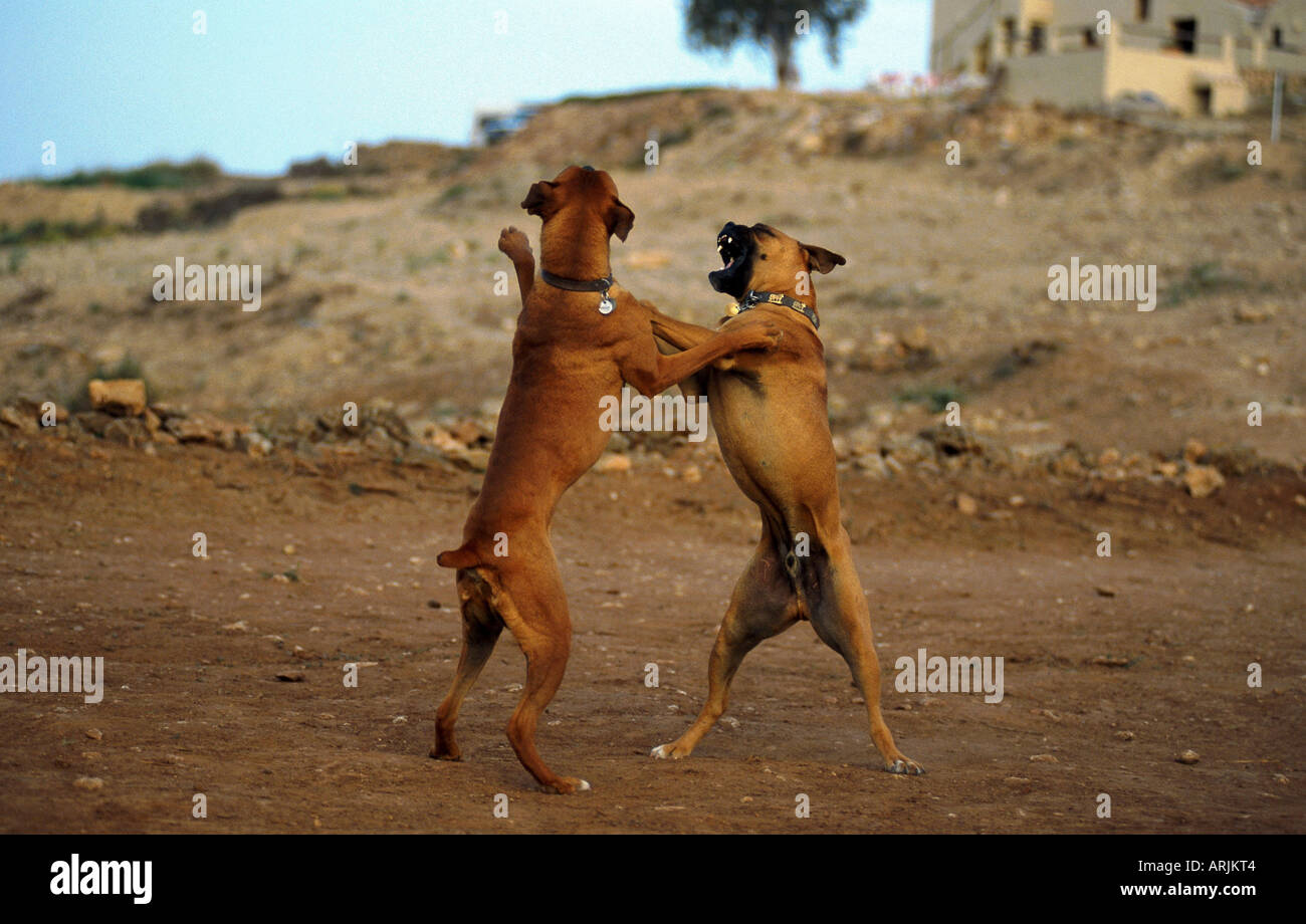 Boxer dog angry hi-res stock photography and images - Alamy