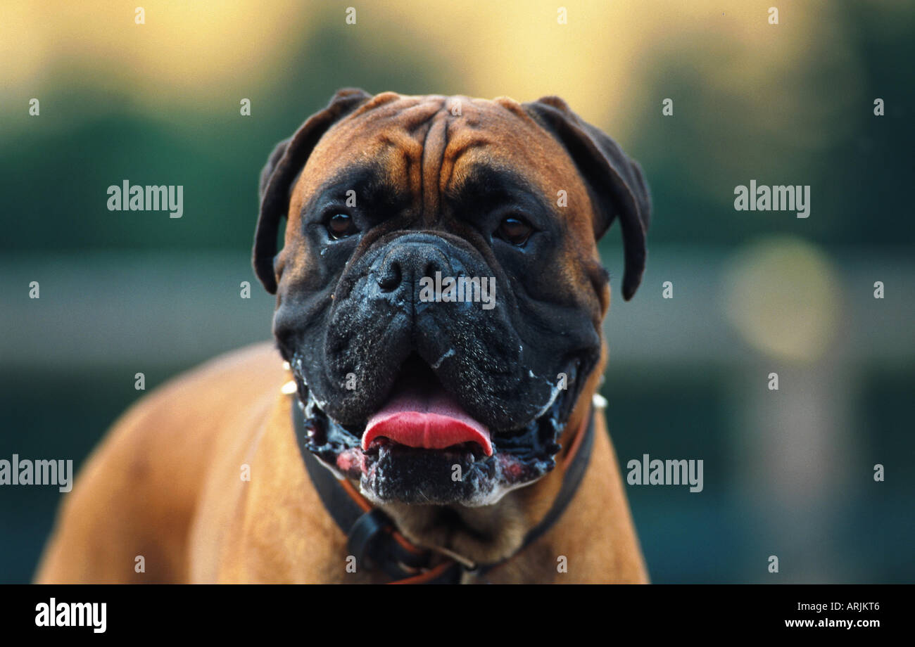 Boxer dog head shots hi-res stock photography and images - Alamy