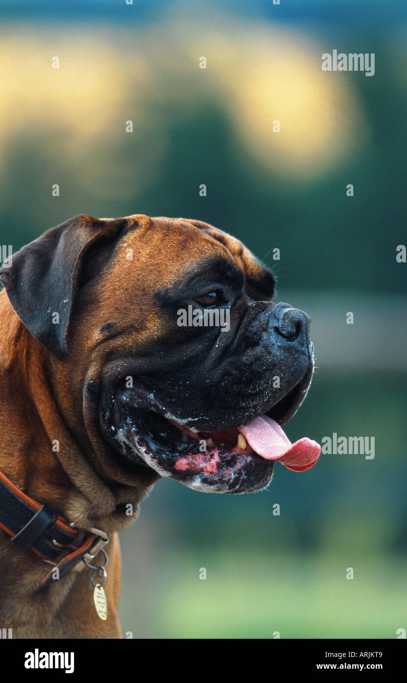 German Boxer (Canis lupus f. familiaris), portrait Stock Photo - Alamy