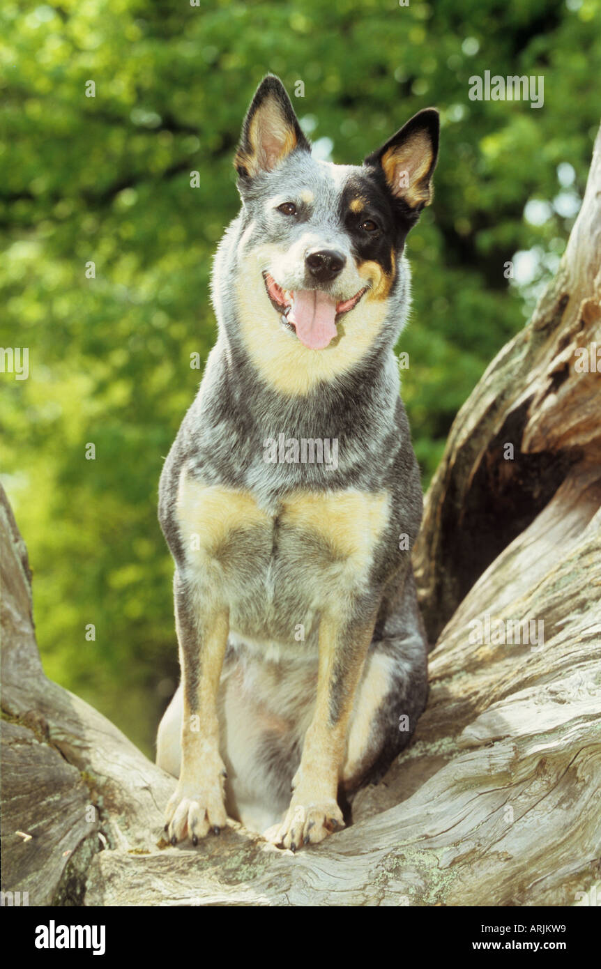 Australian Cattle Dog - sitting Stock Photo - Alamy