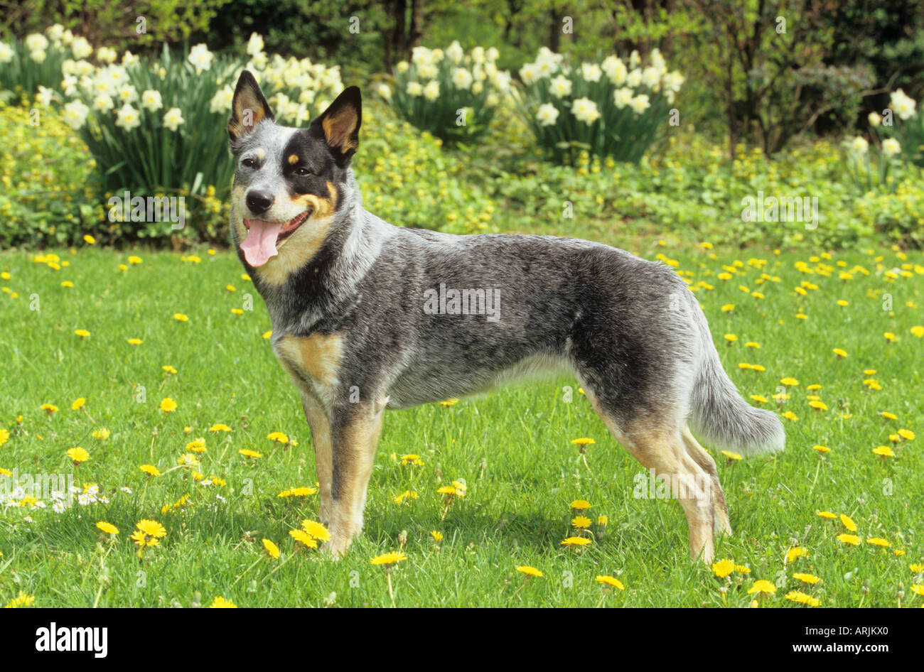 Australian Cattle Dog - standing on meadow Stock Photo - Alamy