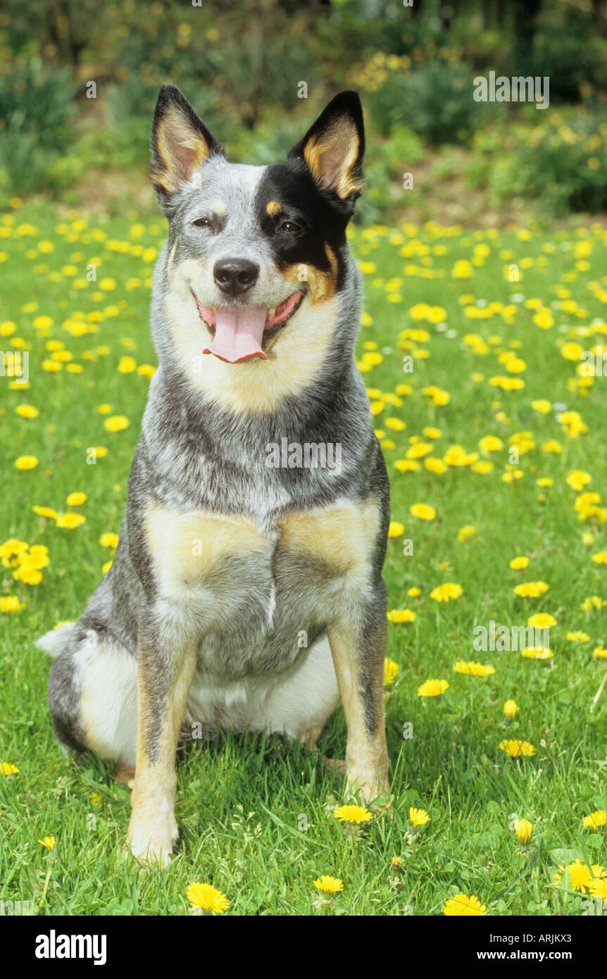 Cattle dog sitting hi-res stock photography and images - Alamy