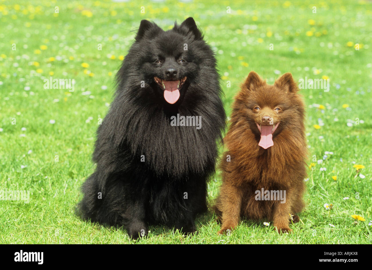 Medium Spitz and Miniature Spitz on meadow Stock Photo - Alamy