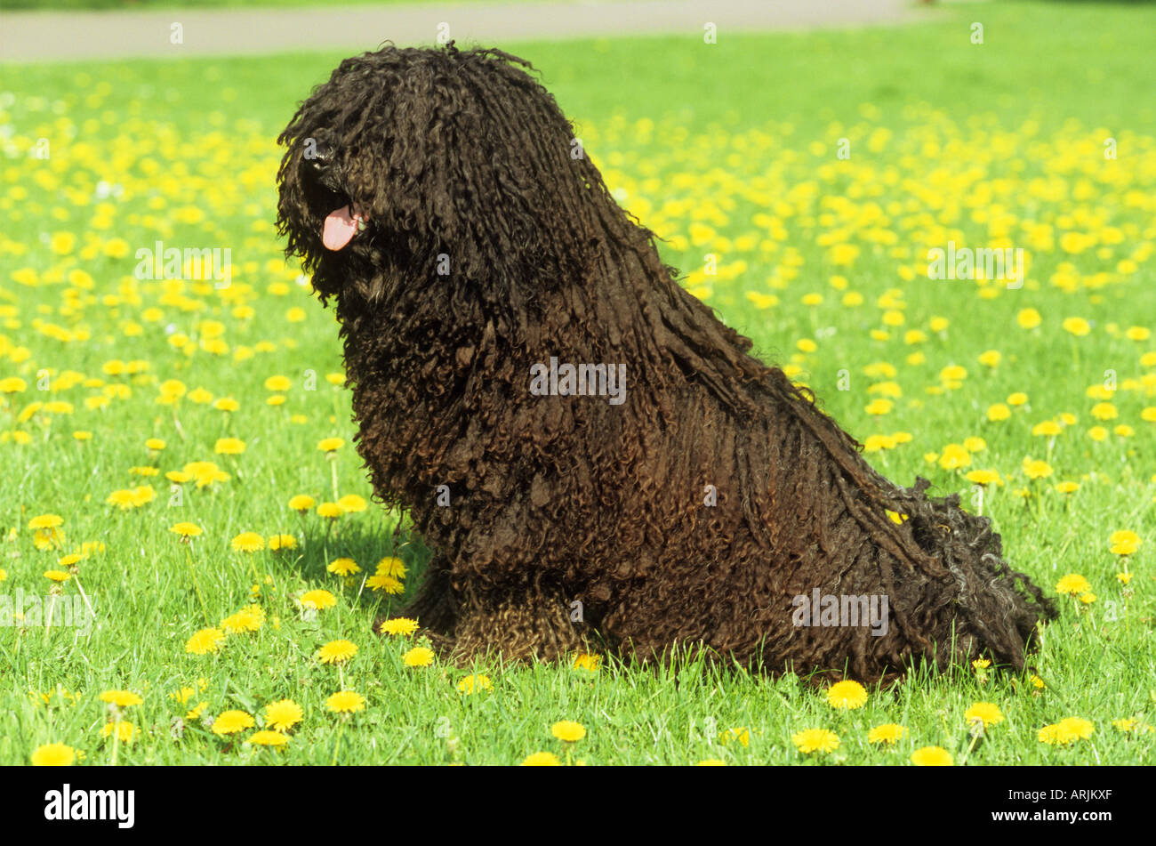 Puli. Adult dog sitting on a flowering meadow Stock Photo - Alamy