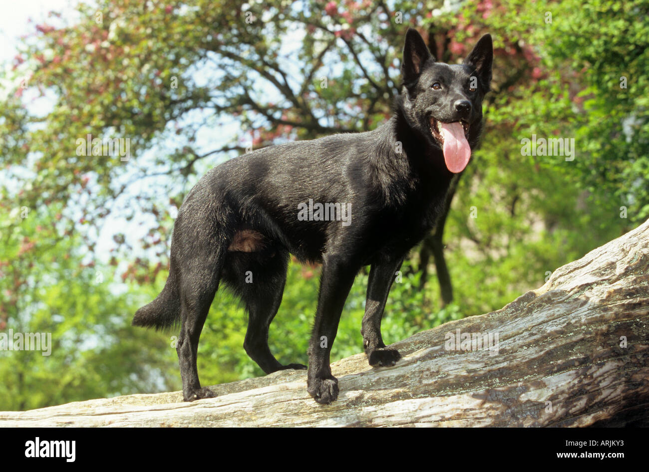 Australian Kelpie - standing Stock Photo - Alamy