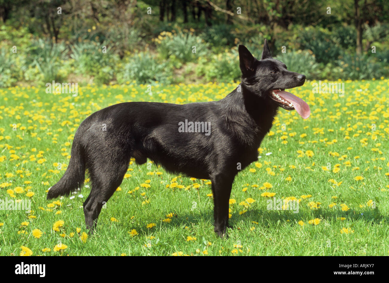 Black kelpie hi-res stock photography and images - Alamy