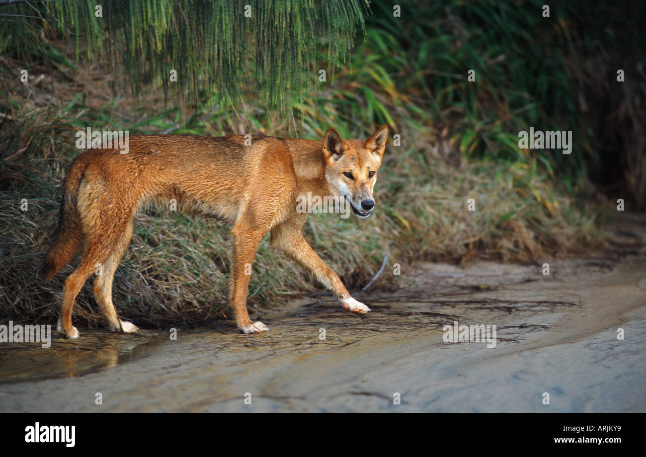 dingo (Canis lupus dingo), authentic wild, walking at beach, Australia ...