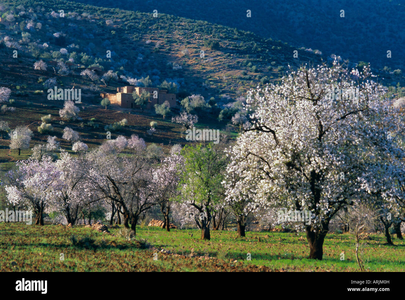 Almond trees in bloom, Haut Atlas (High Atlas), Morocco, North Africa ...
