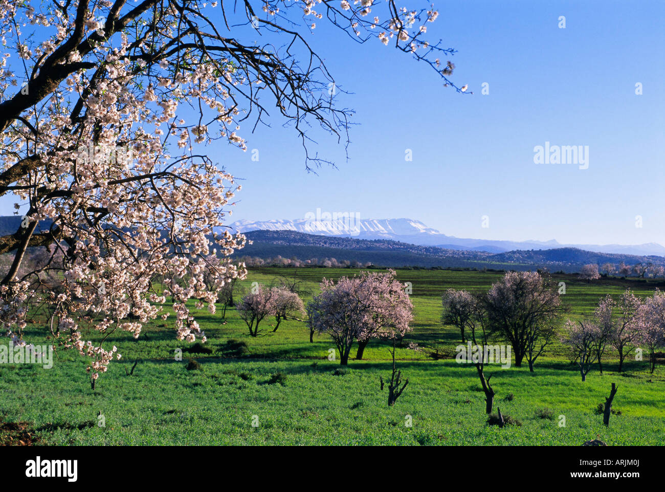 Almond trees in bloom, Haut Atlas (High Atlas), Morocco, North Africa ...