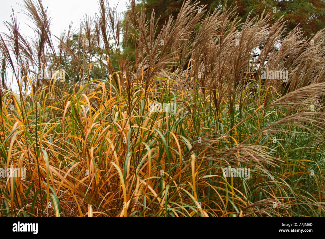 Panicum Capillare, Old-Witch Grass Stock Photo - Alamy