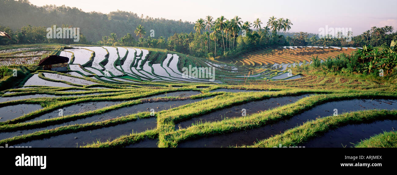 Agricultural landscape of rice fields and terraces, central area ...