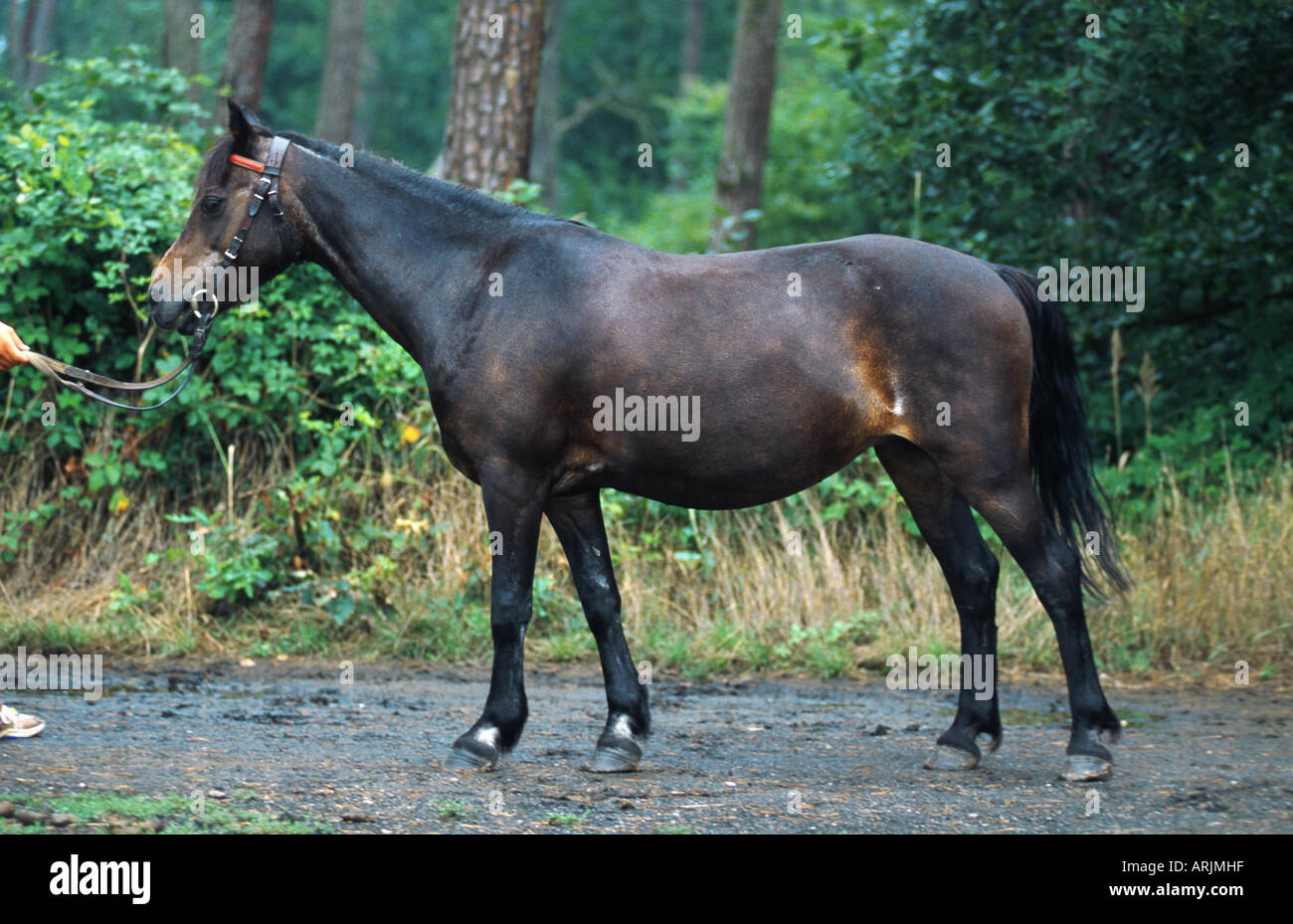 Dartmoor pony mares hi-res stock photography and images - Alamy