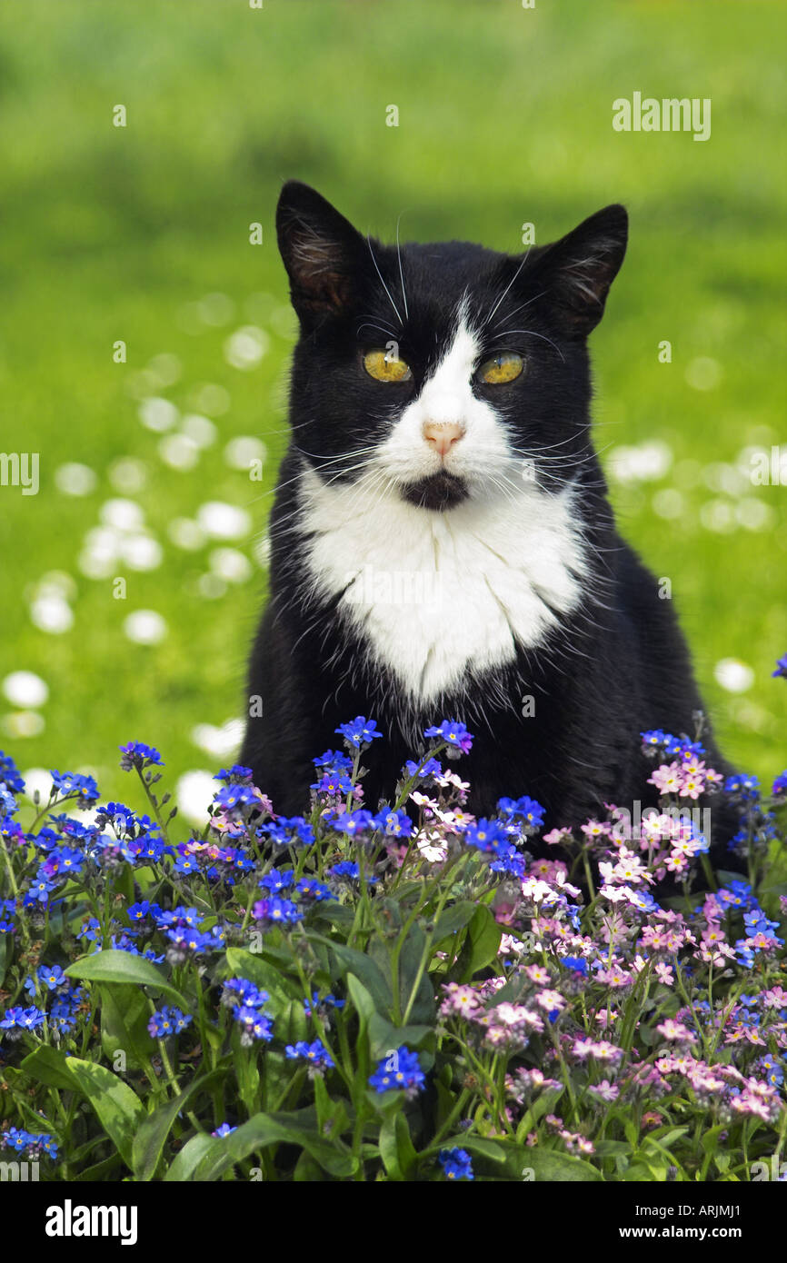 domestic cat - sitting behind flowers Stock Photo - Alamy