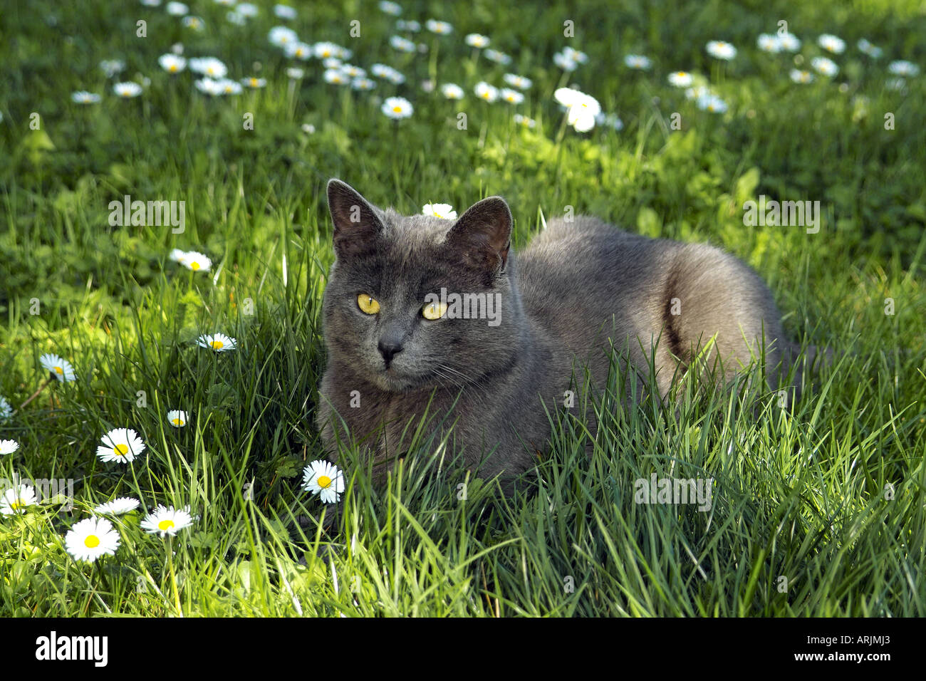 Carthusian cat lying on meadow Stock Photo - Alamy