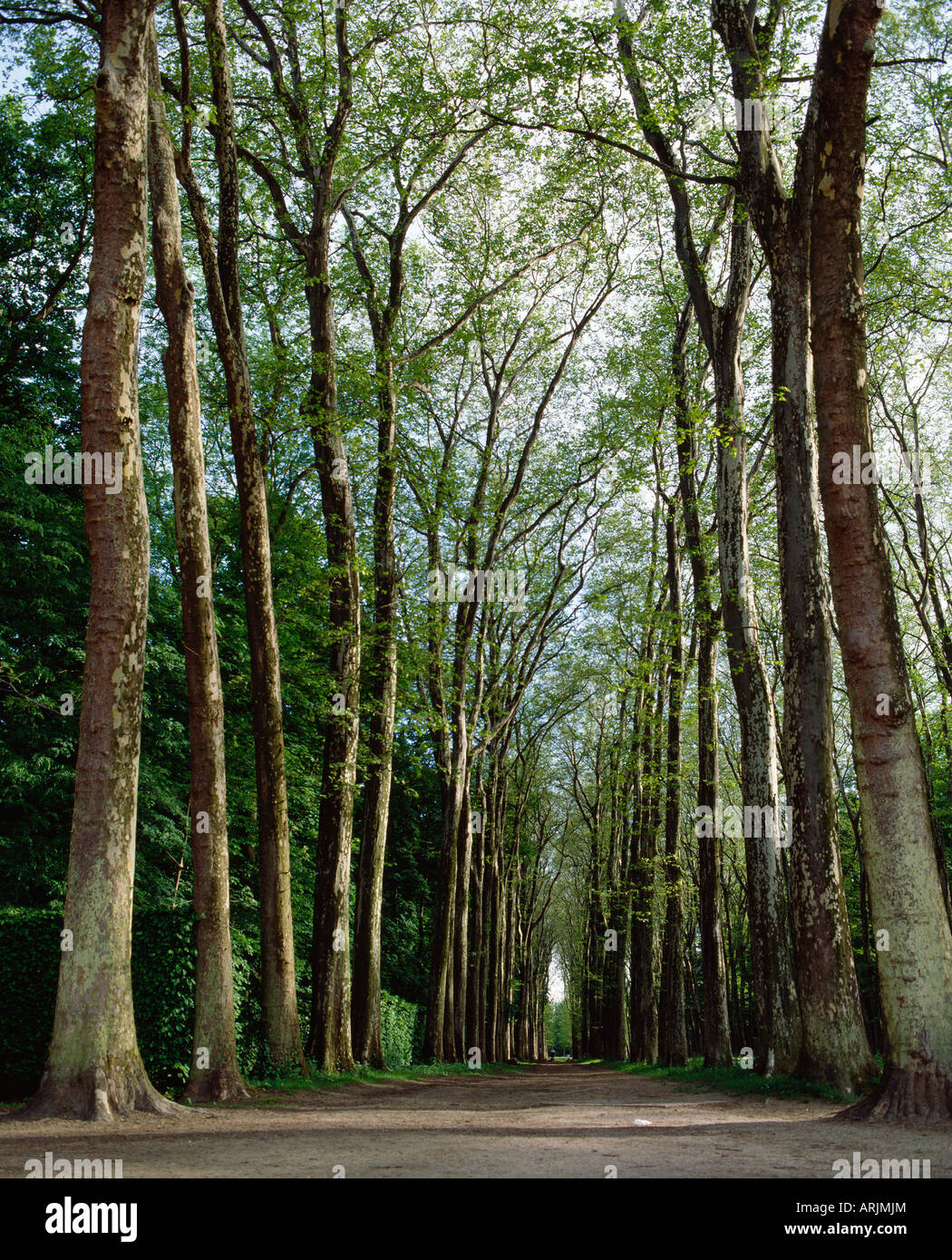 Avenue of Trees, Paris France Stock Photo - Alamy