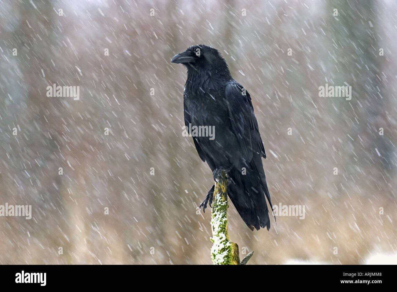 common raven - in winter - snowfall Corvus corax Stock Photo - Alamy