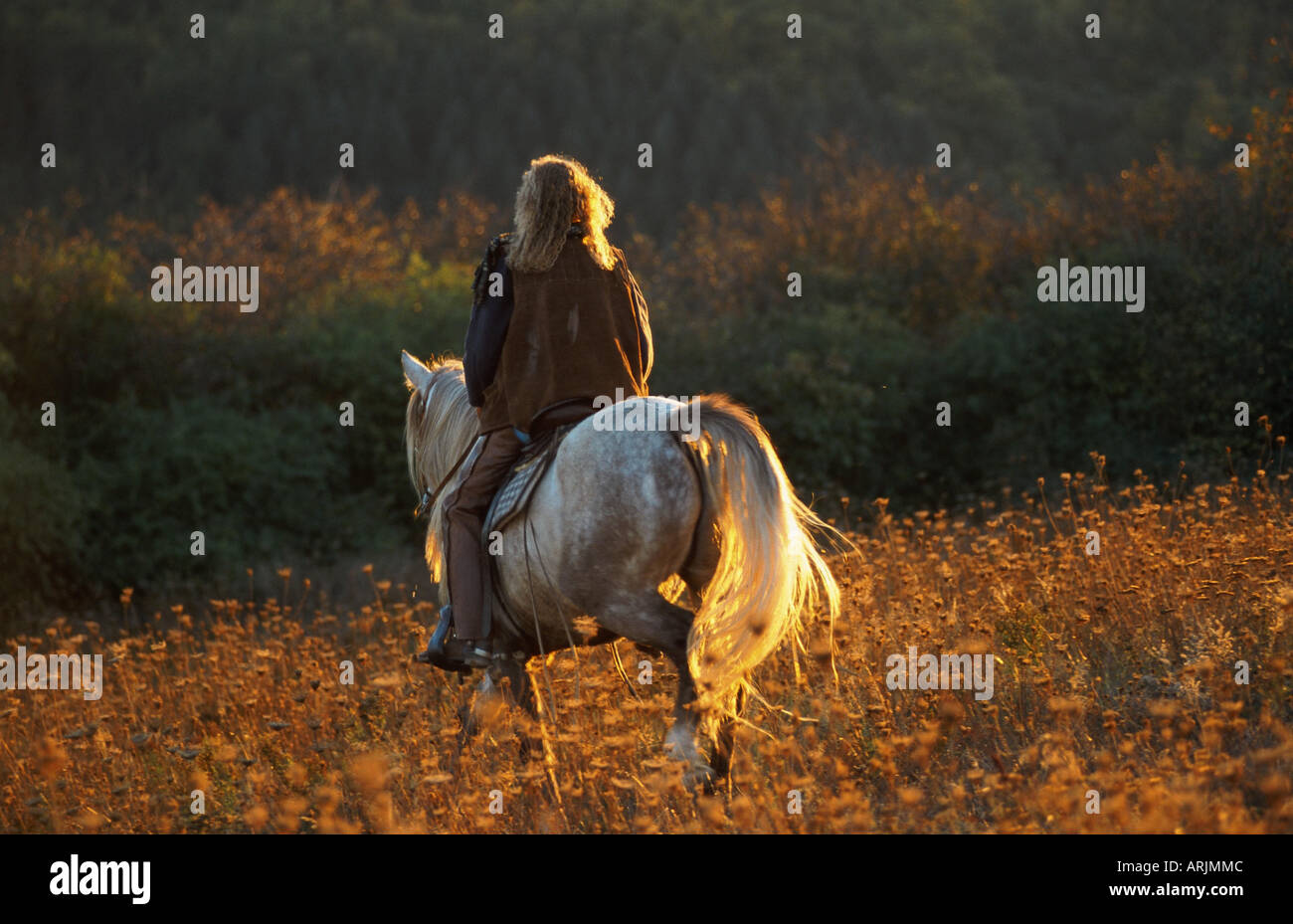 Barb horse (Equus przewalskii f. caballus), ride Stock Photo - Alamy