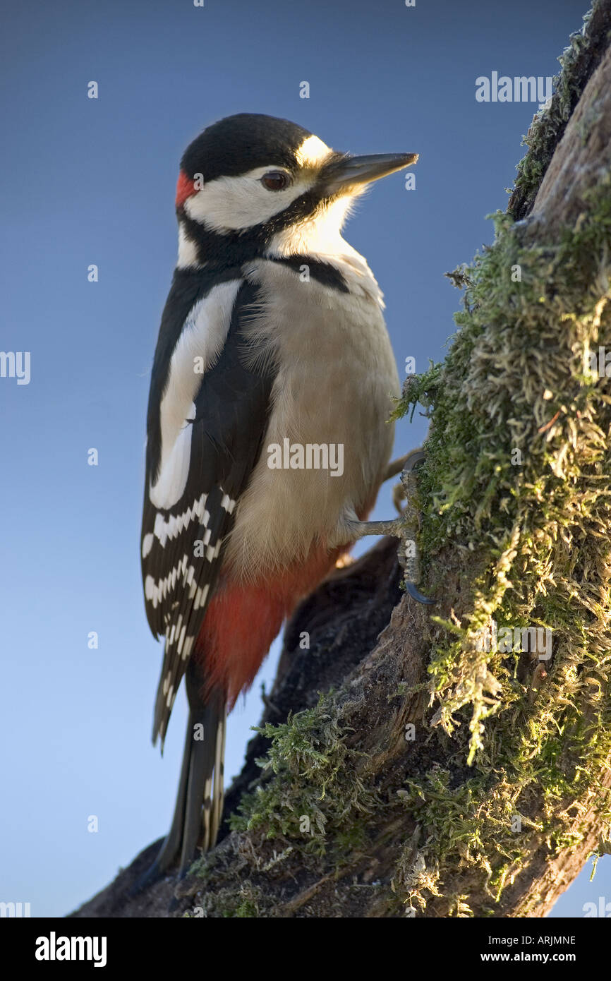 great spotted woodpecker - on trunk Pendrocopos Picoides major Stock ...