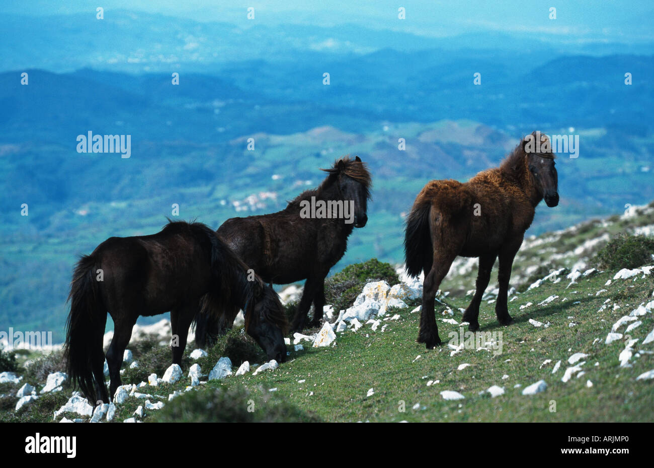 Asturcon horse (Equus przewalskii f. caballus), trio on alpine pasture ...