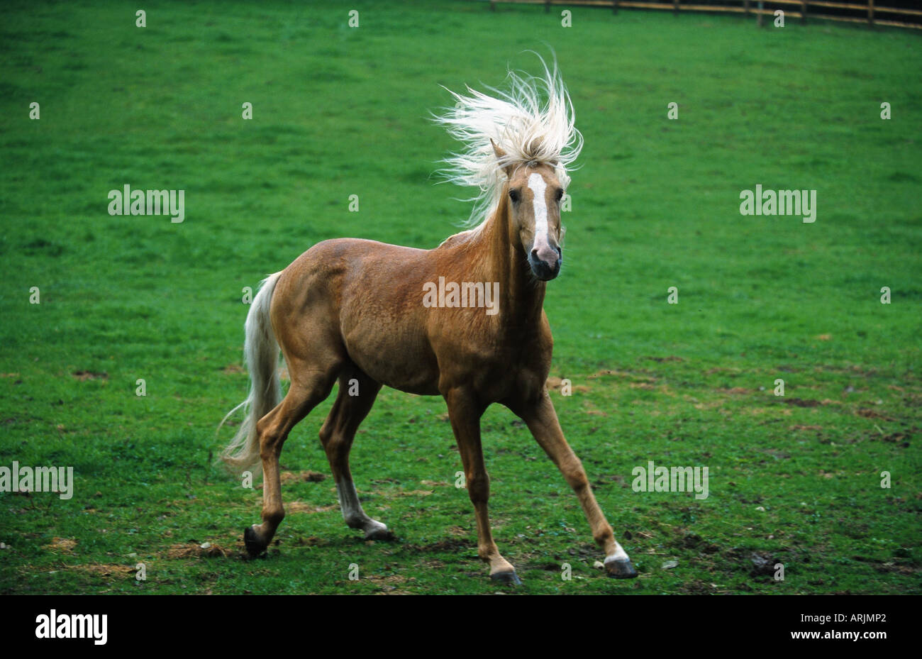 Barb horse (Equus przewalskii f. caballus), stallion Stock Photo - Alamy