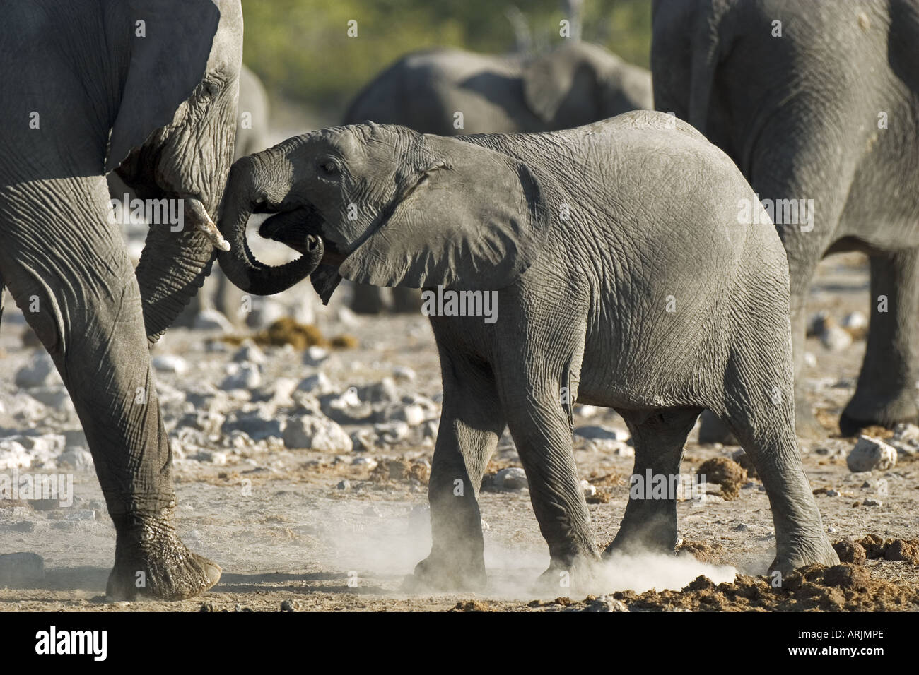 Elephant cub playing hi-res stock photography and images - Alamy