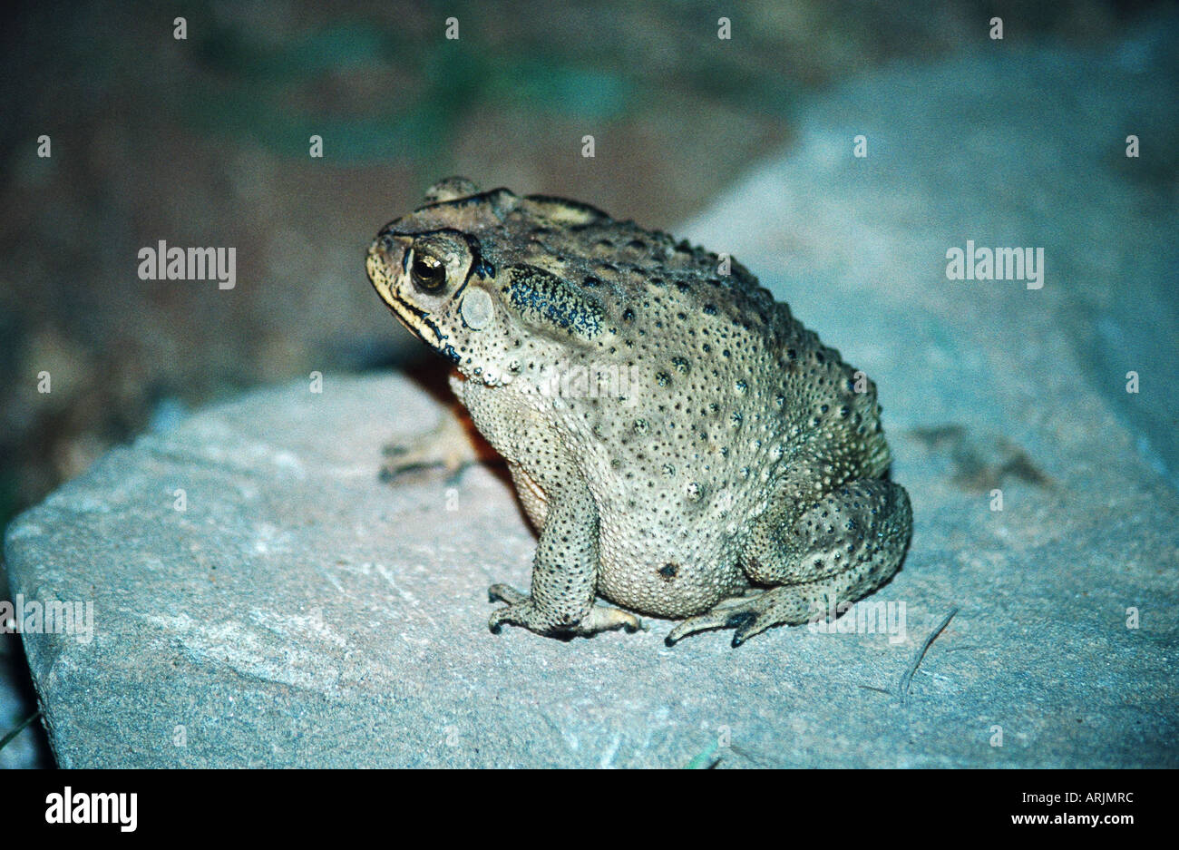 black-spined toad (Bufo melanosticus Stock Photo - Alamy