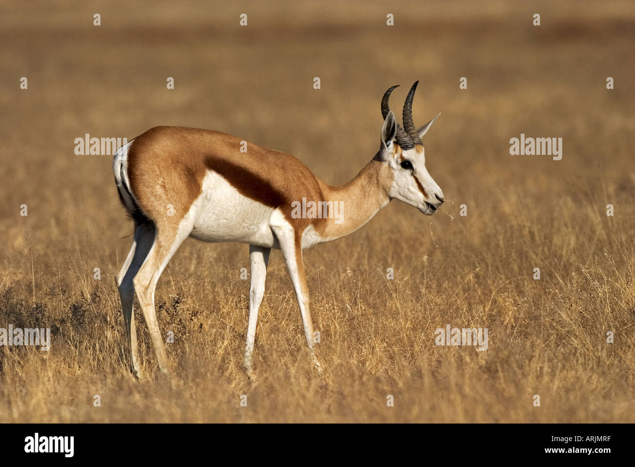 springbuck - standing in high grass Antidorcas marsupialis Stock Photo ...