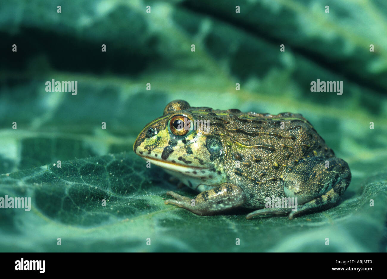 Burrowing frog hi-res stock photography and images - Alamy