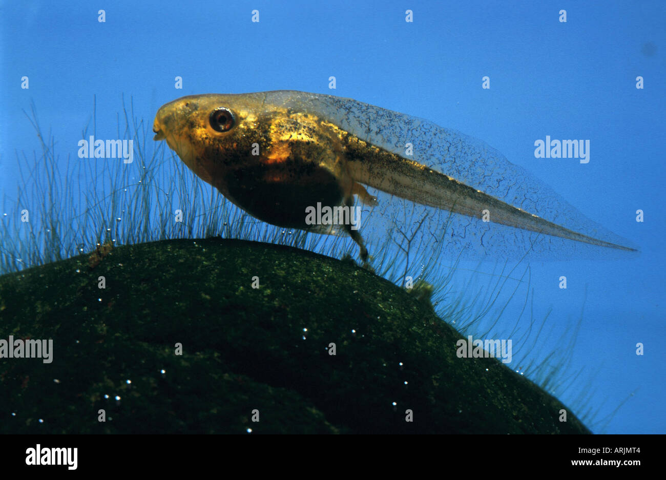 Hyla arborea tadpole hi-res stock photography and images - Alamy