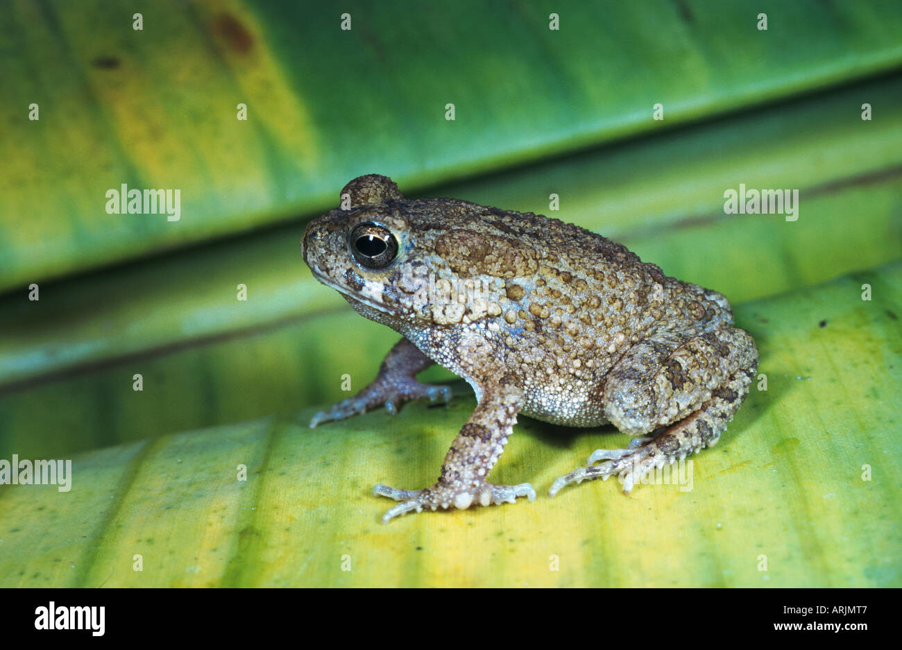 Panther toad amphibian amphibians hi-res stock photography and images ...