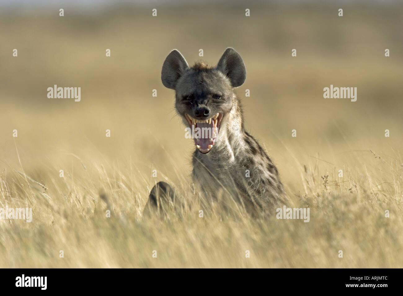 Spotted hyena sitting hi-res stock photography and images - Alamy