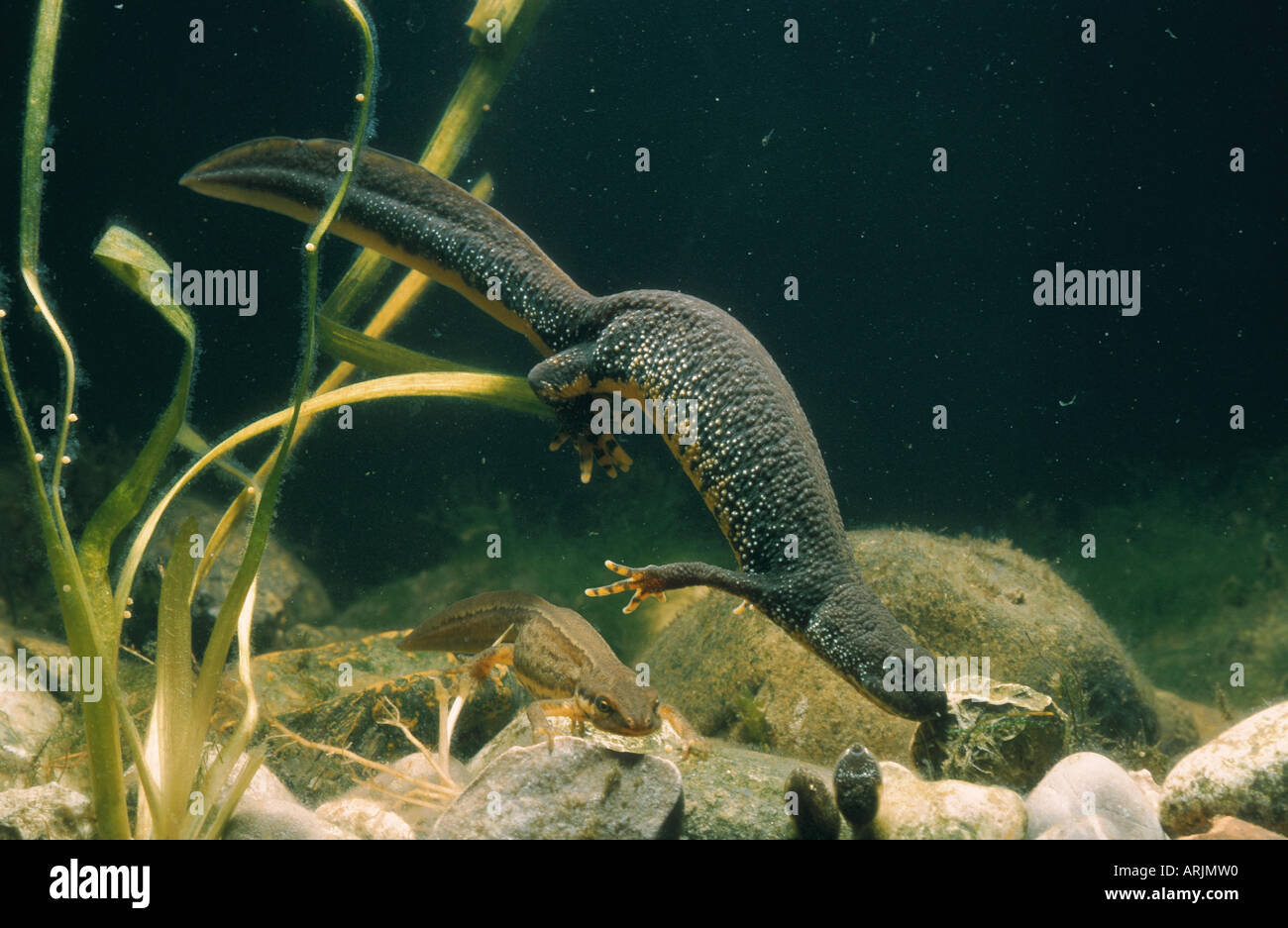 warty newt, crested newt, European crested newt (Triturus cristatus ...