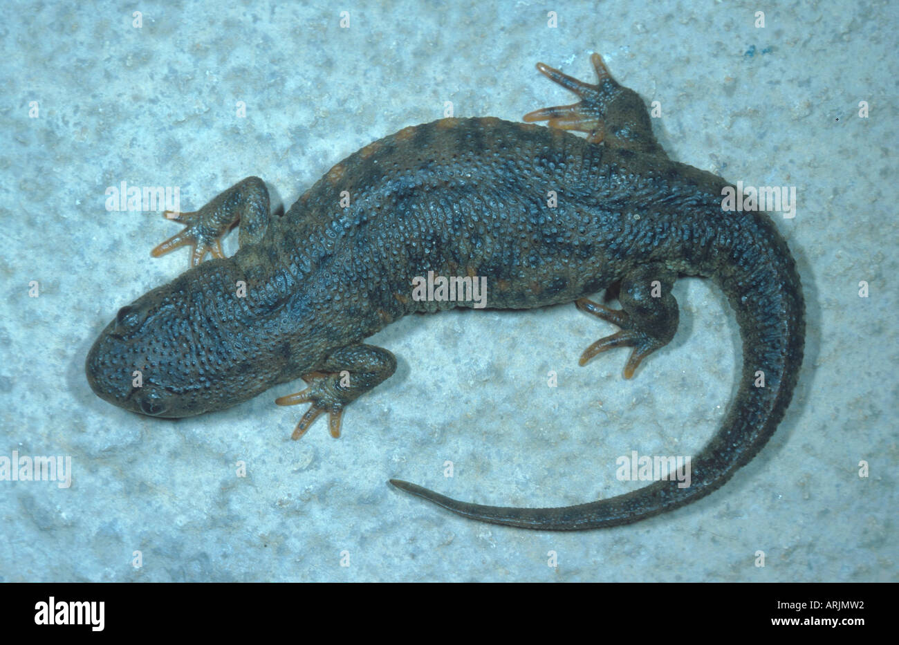 sharp-ribbed salamander, sharp-ribbed newt, Spanish ribbed newt ...