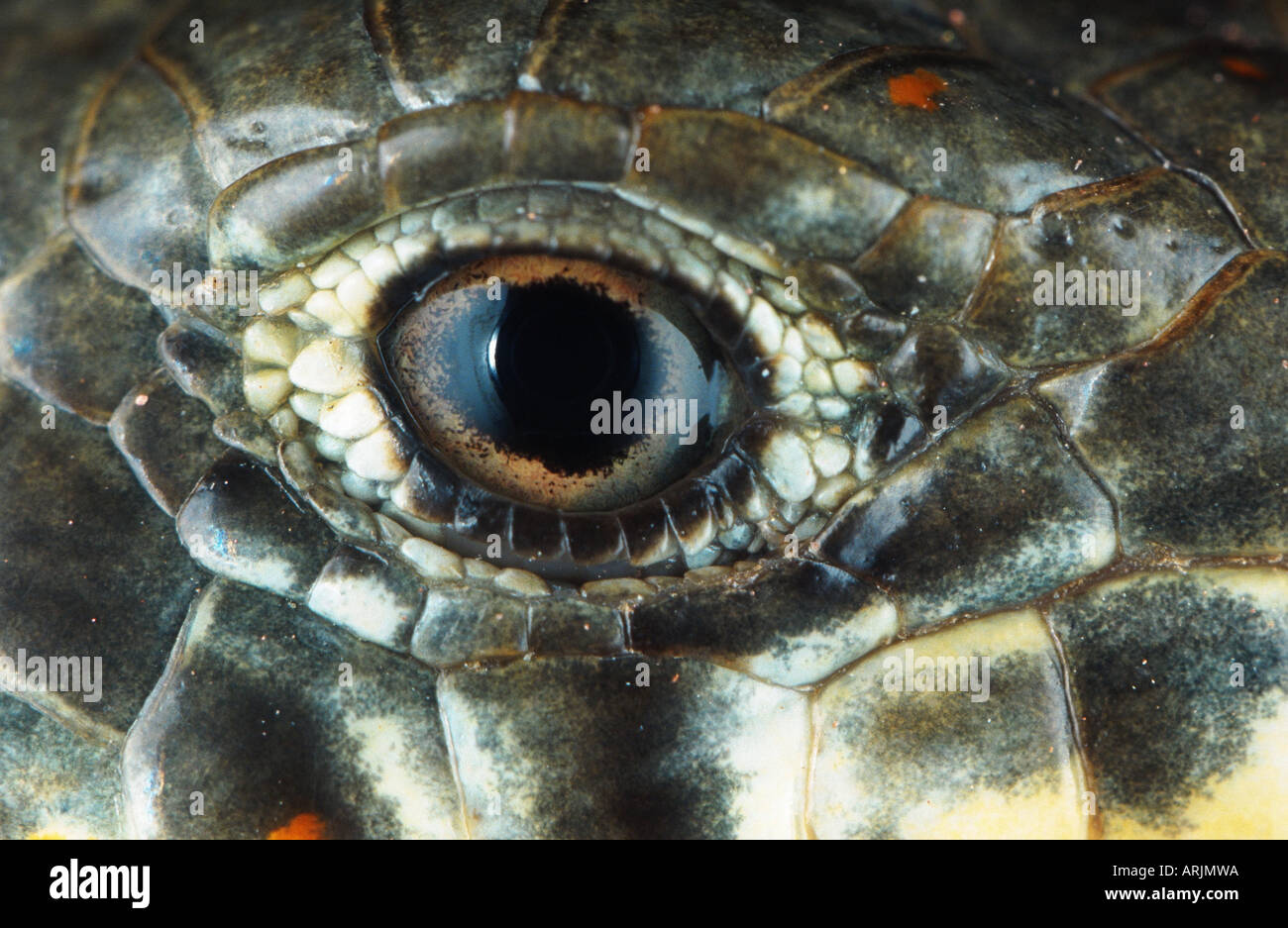 Berber skink hi-res stock photography and images - Alamy