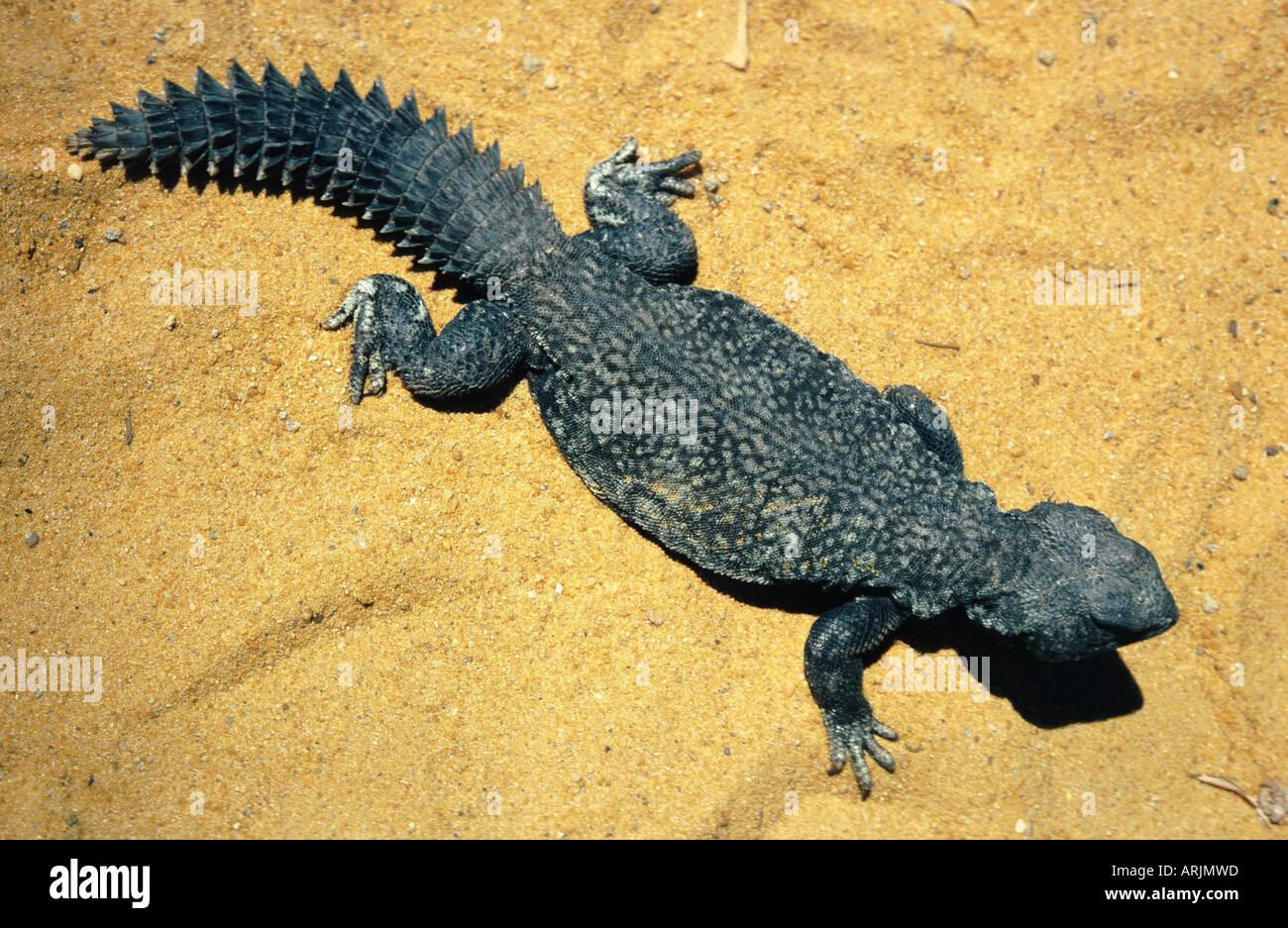 spiny-tailed lizard (Uromastyx spec Stock Photo - Alamy