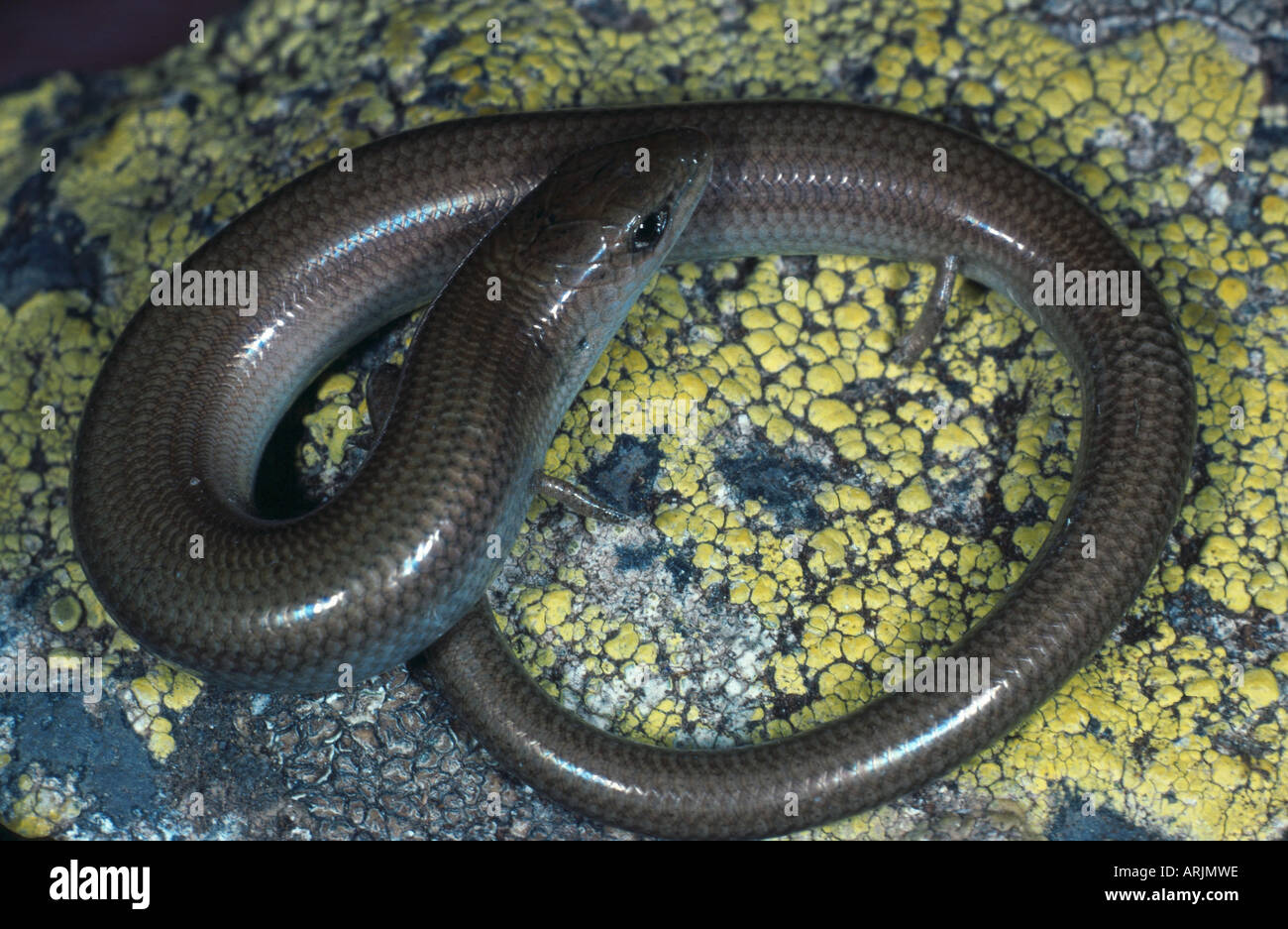 three-toed skink, Algerian cylindrical skink (Chalcides chalcides Stock ...
