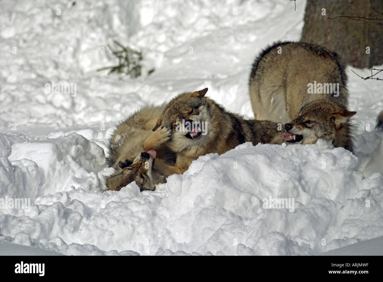 Grey wolves fighting in snow hi-res stock photography and images - Alamy