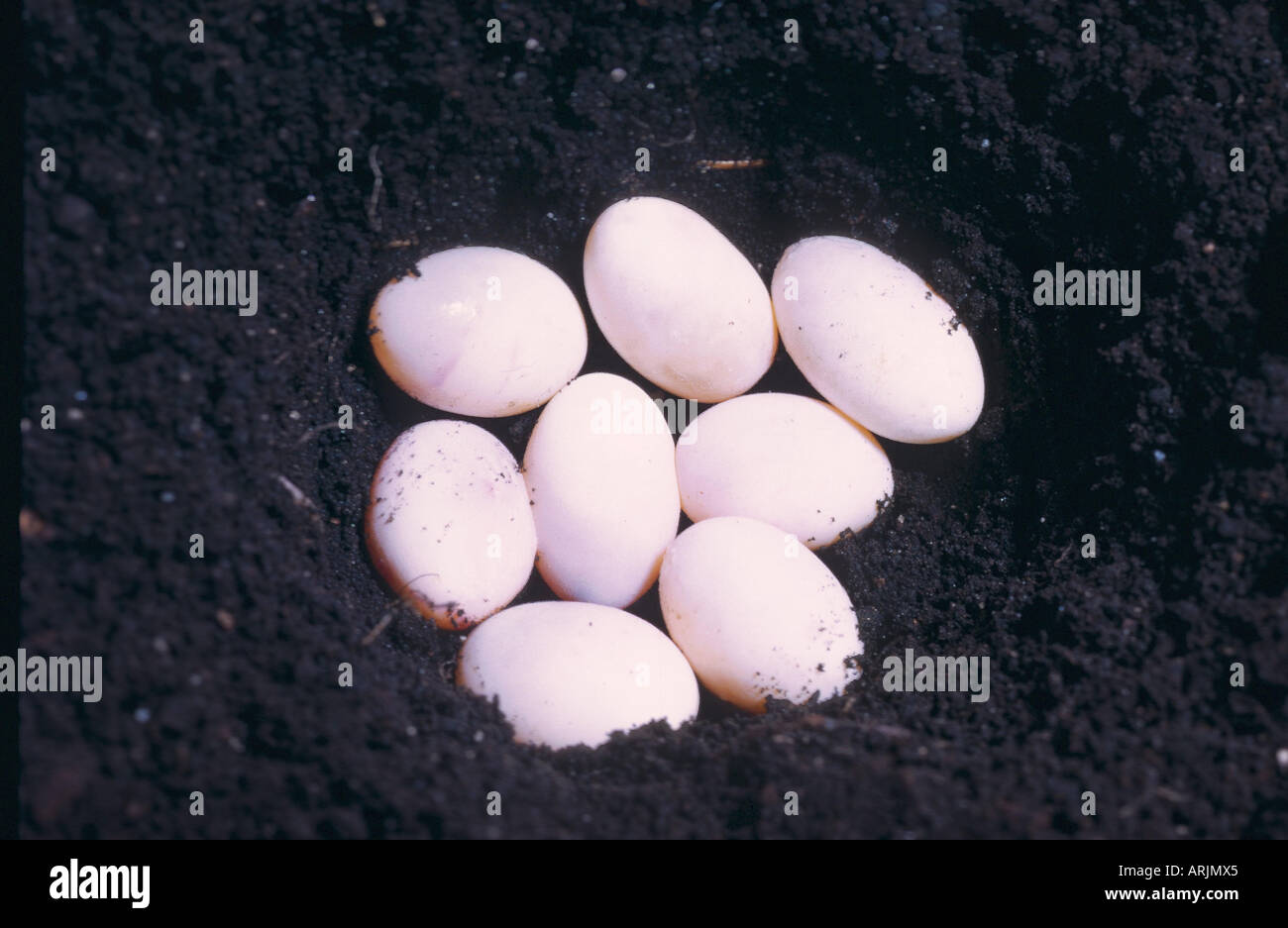 Sand lizard eggs hi-res stock photography and images - Alamy
