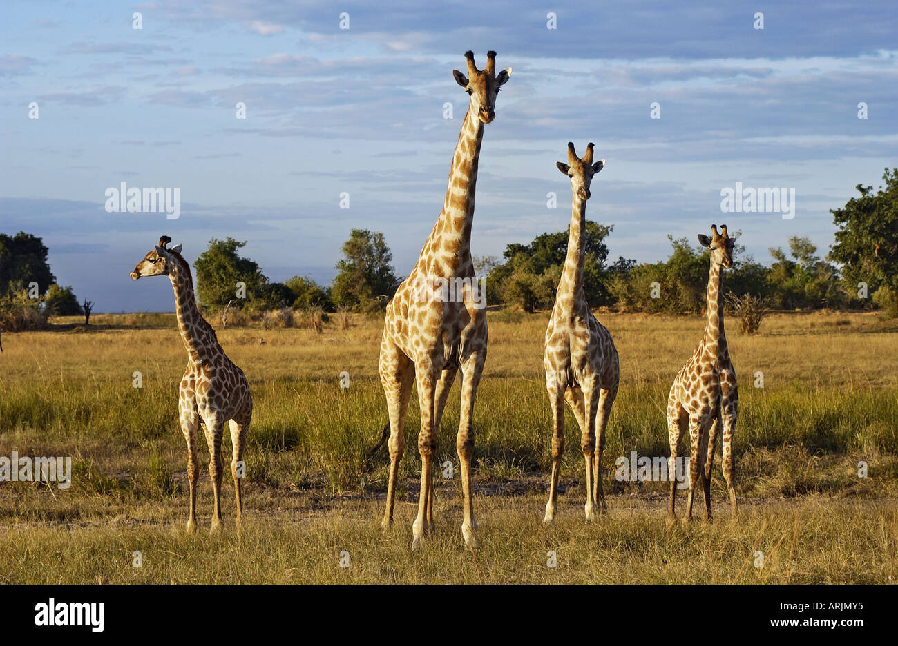 giraffes cubs Giraffa camelopardalis Stock Photo - Alamy