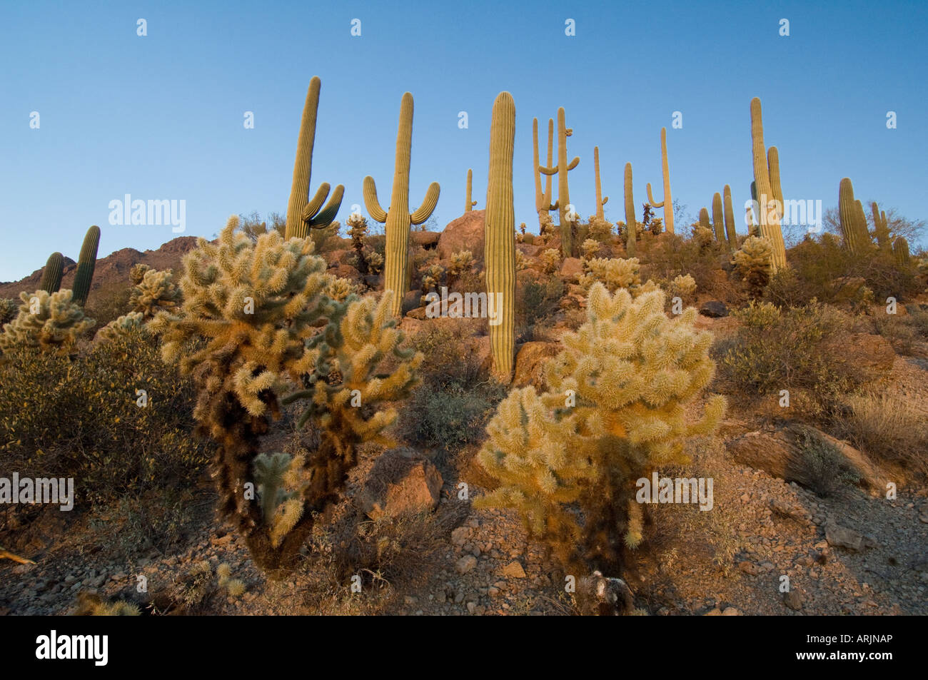 Cactus Landscape At Sunset With Cholla Cactus Teddy Bear Cactus