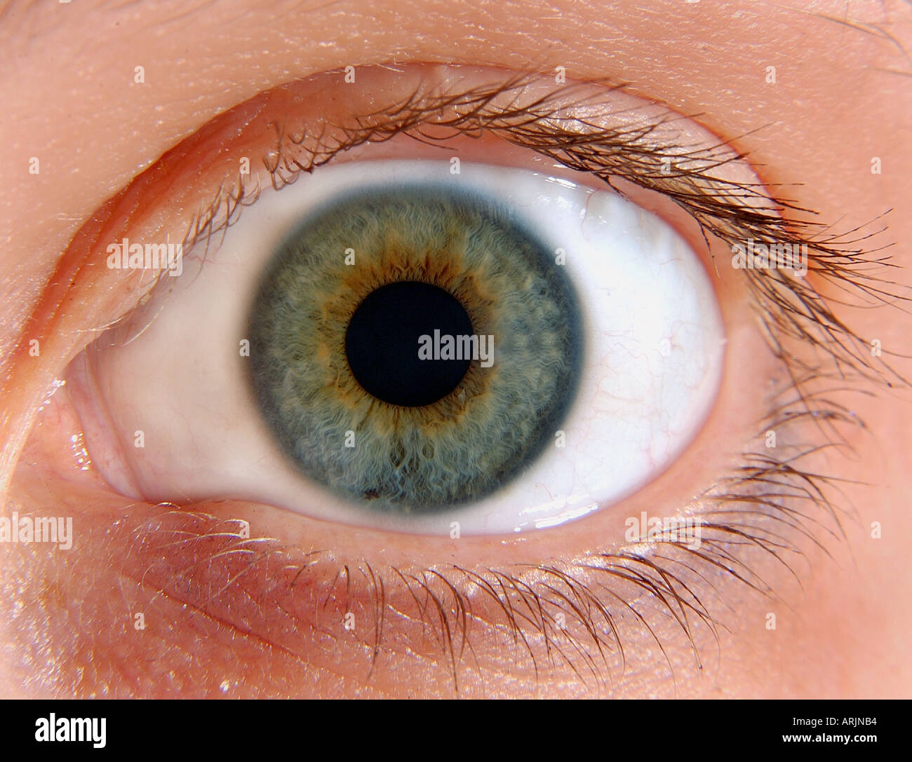 The eye hi-res stock photography and images - Alamy