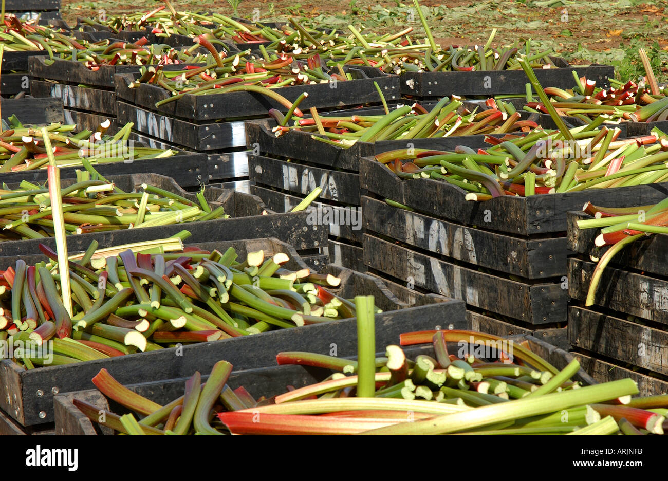Rhubarb farm hi-res stock photography and images - Alamy