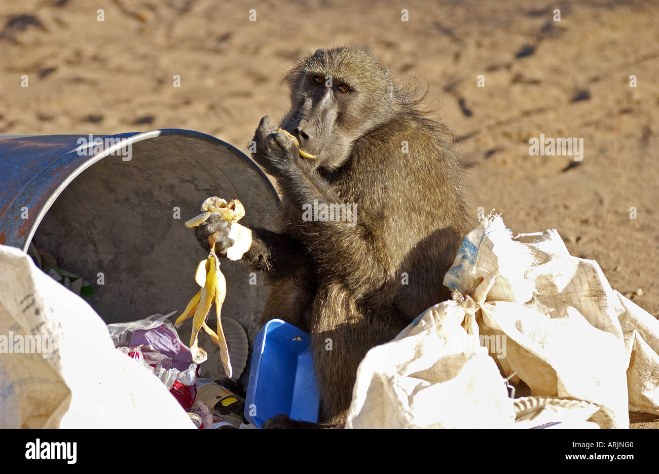 Monkey dustbin hi-res stock photography and images - Alamy
