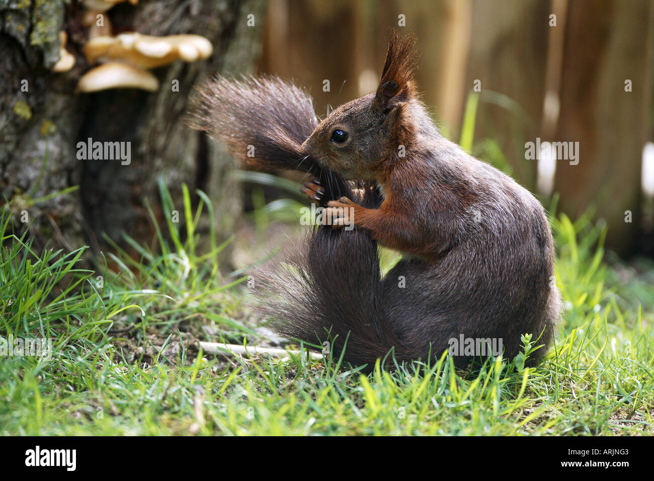 Squirrel cleaning hi-res stock photography and images - Alamy