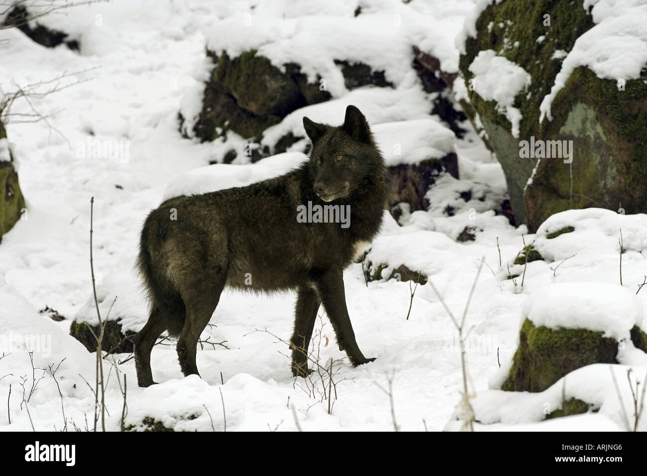 Black wolf standing in winter hi-res stock photography and images - Alamy