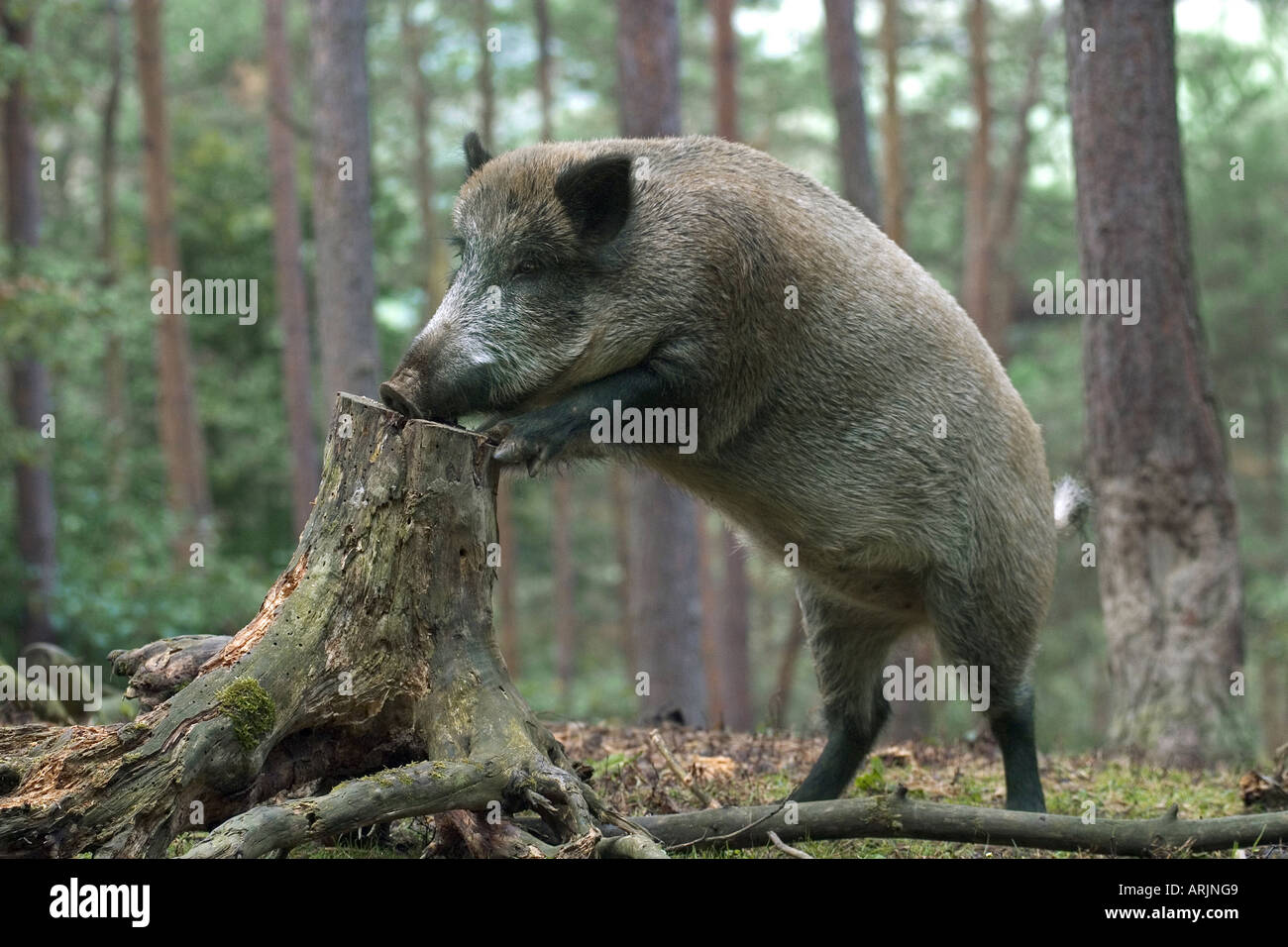 Boar leg hi-res stock photography and images - Alamy