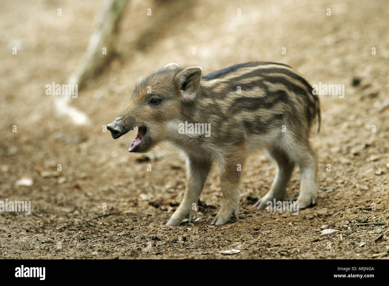 wild boar : shoat - standing lateral Stock Photo - Alamy