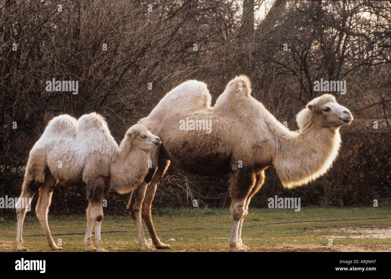 Bactrian camel with cub - standing on meadow / Camelus bactrianus Stock ...