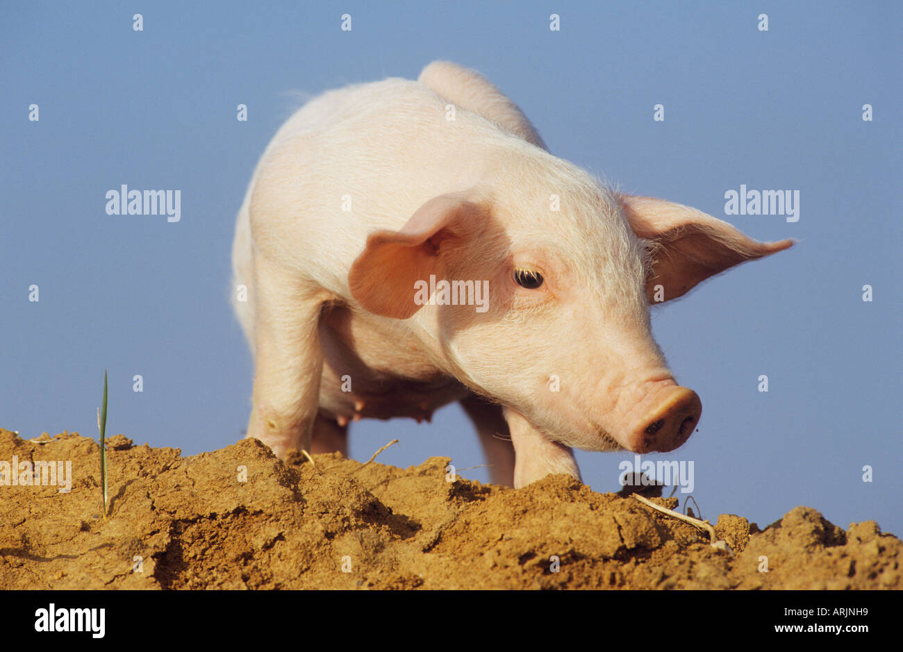 Razorback pigs hi-res stock photography and images - Alamy